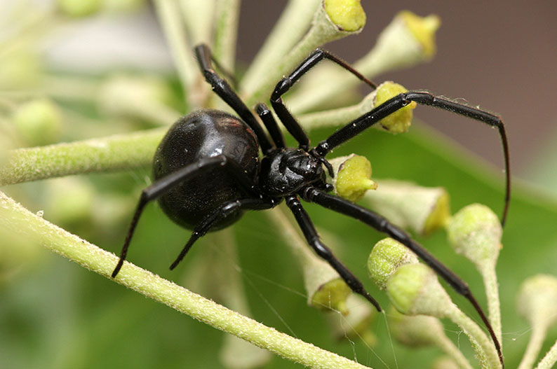 Zwarte weduwen (Latrodectus spp.) in België « ARABEL