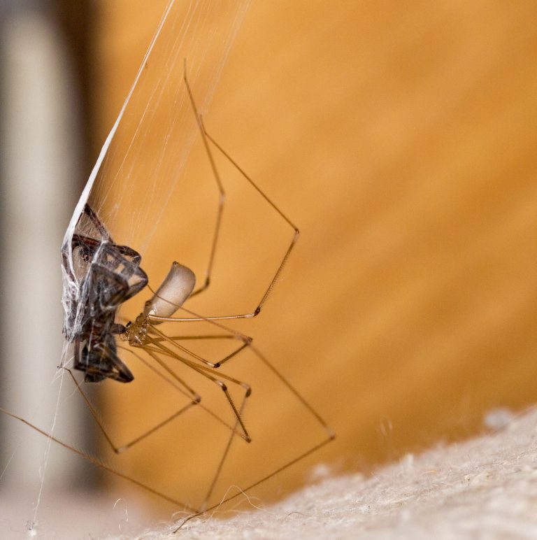 Grote Trilspin, Pholcus phalangioides (Fuesslin, 1775) « ARABEL