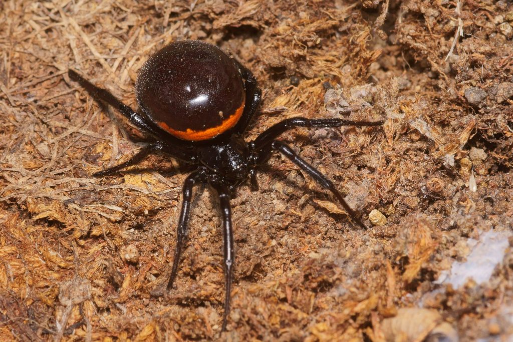 Komen Zwarte Weduwen in ons land voor? « ARABEL