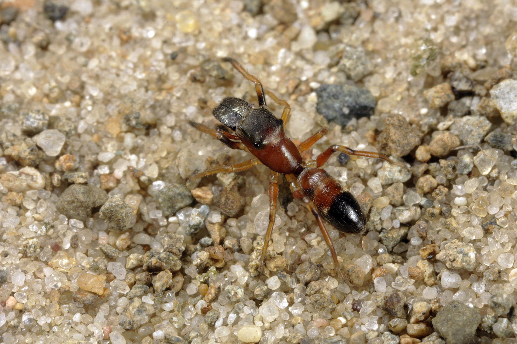 Europese spin van het jaar 2019 – de Bosmierspringspin Myrmarachne ...