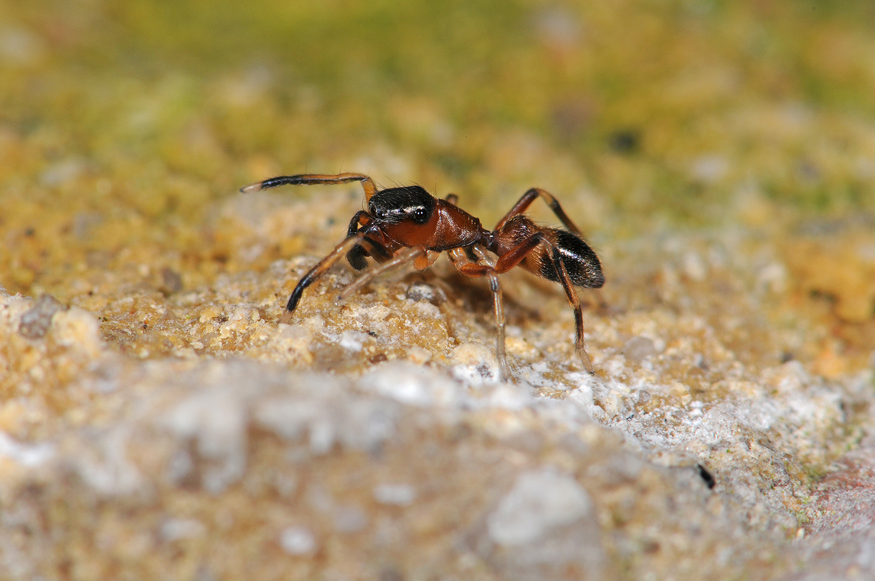 Europese spin van het jaar 2019 – de Bosmierspringspin Myrmarachne ...