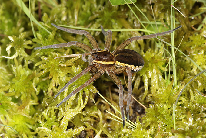 Europese spin van het jaar 2020 – de Gerande Oeverspin Dolomedes ...