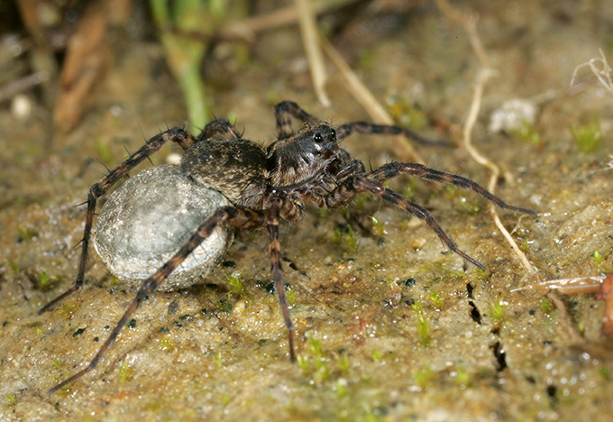 Europese spin van het jaar 2020 – de Gerande Oeverspin Dolomedes ...