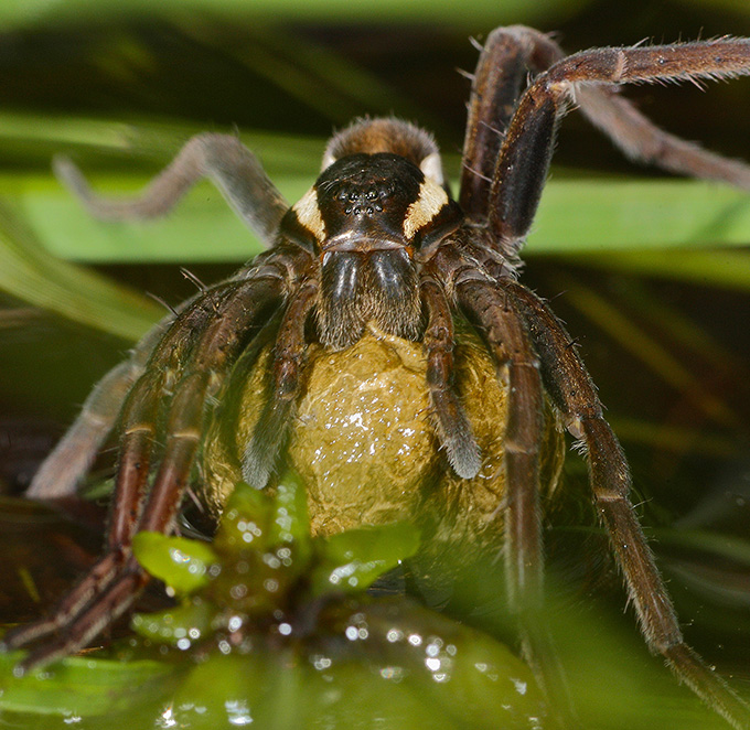Europese spin van het jaar 2020 – de Gerande Oeverspin Dolomedes ...
